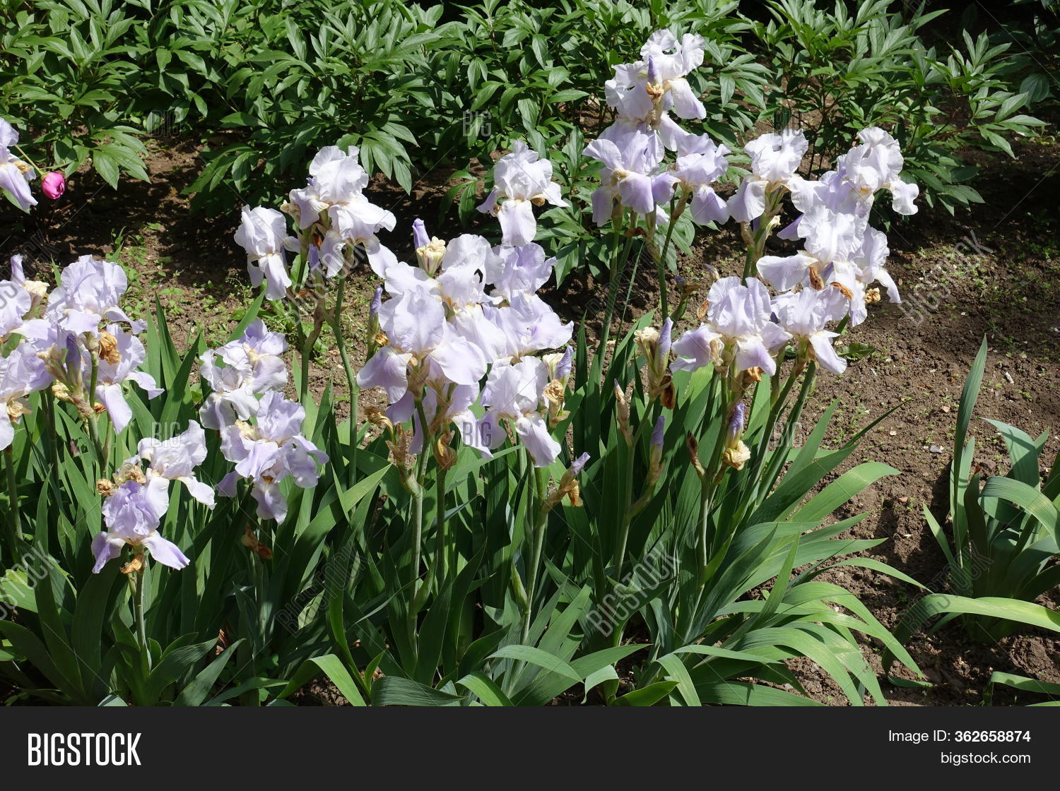 Light Violet Flower Image & Photo (Free Trial) | Bigstock
