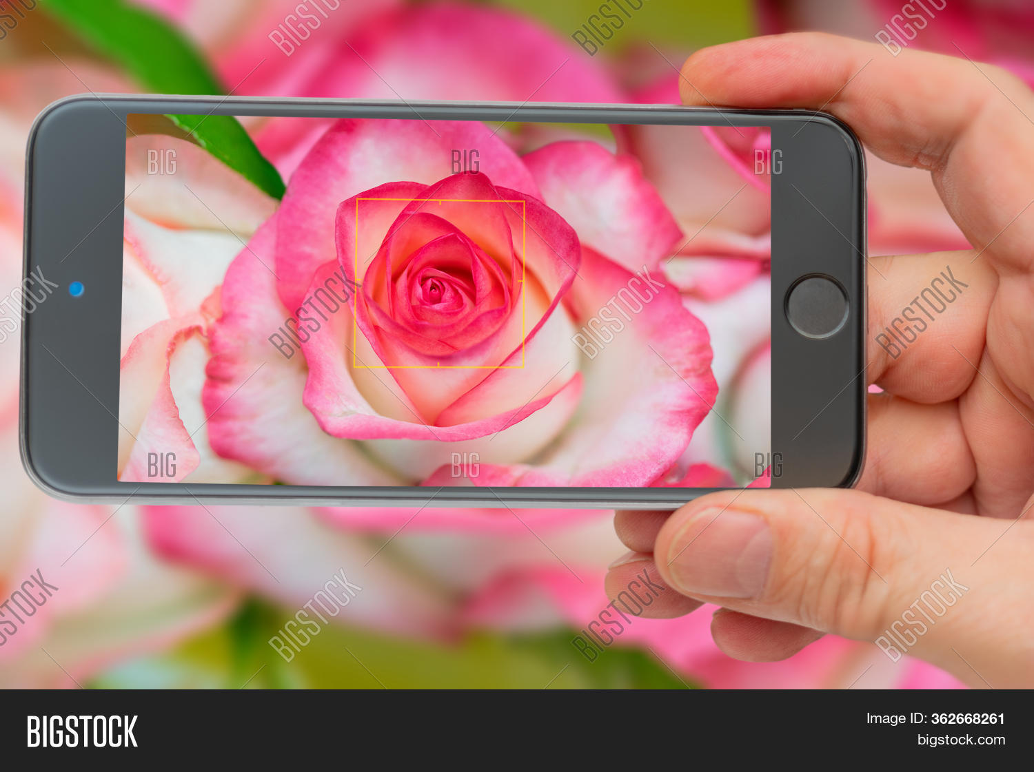 Rose On Smartphone Image & Photo (Free Trial) | Bigstock