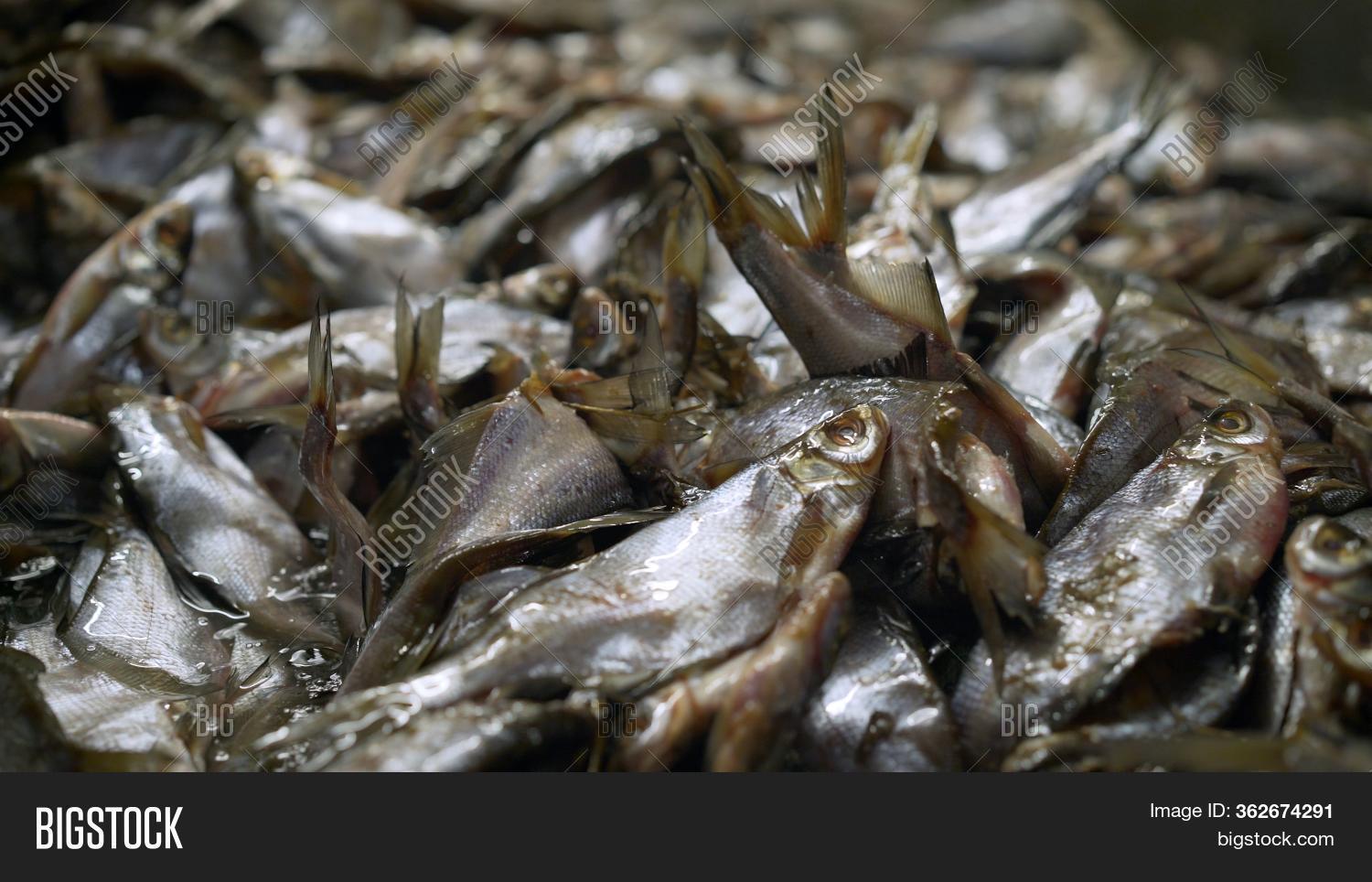 Tools And Equipment Used In Salting Fish at Jane Shepherd blog