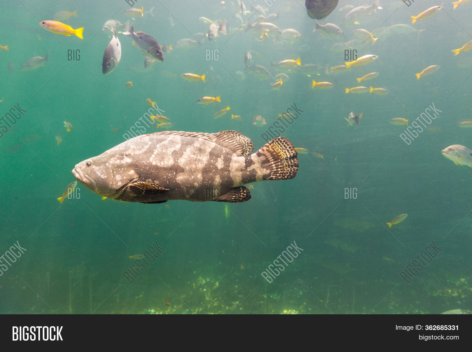 Giant Grouper. Large Image & Photo (Free Trial) | Bigstock