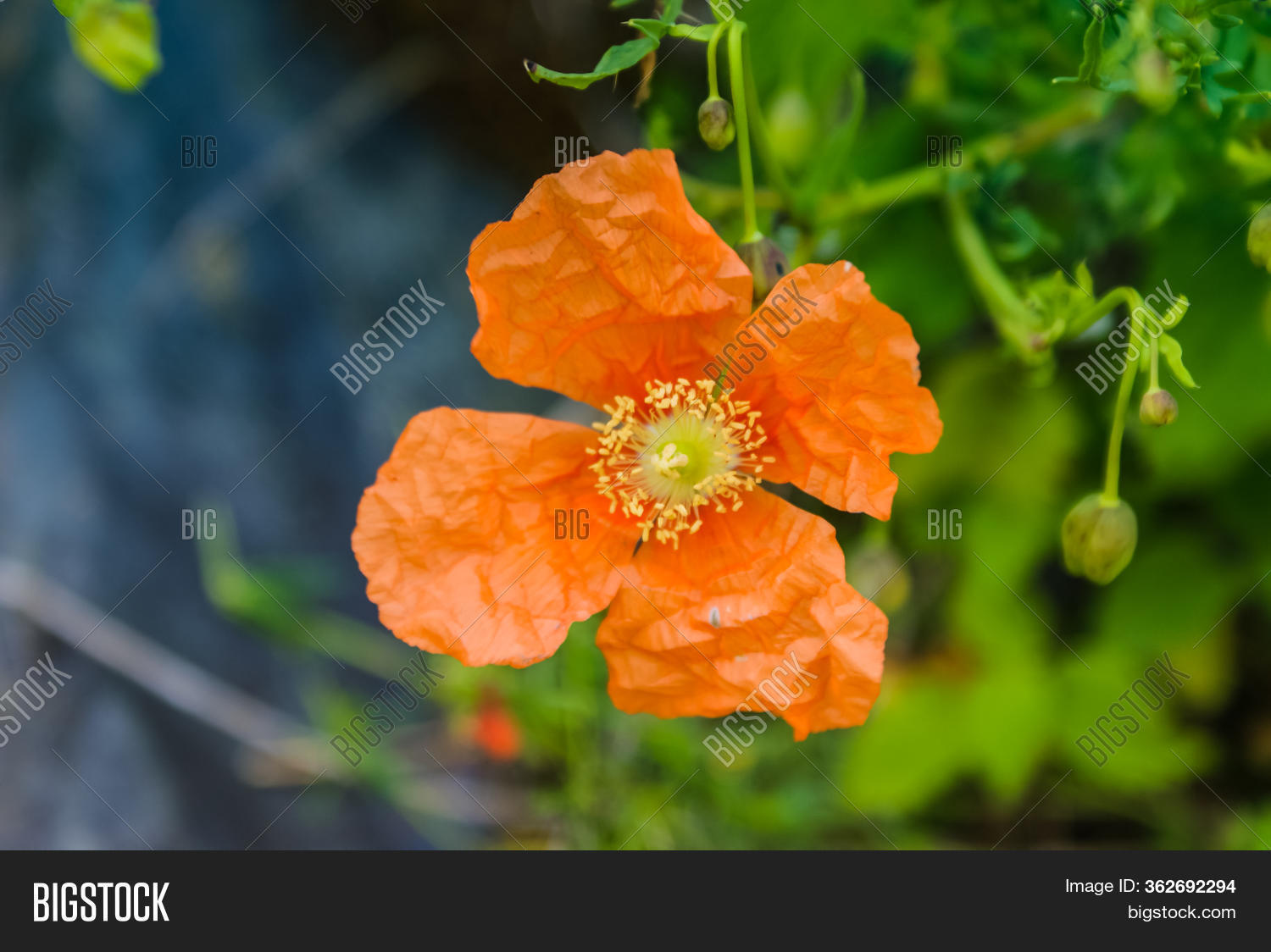 Orange Poppy Flower. Image & Photo (Free Trial) | Bigstock