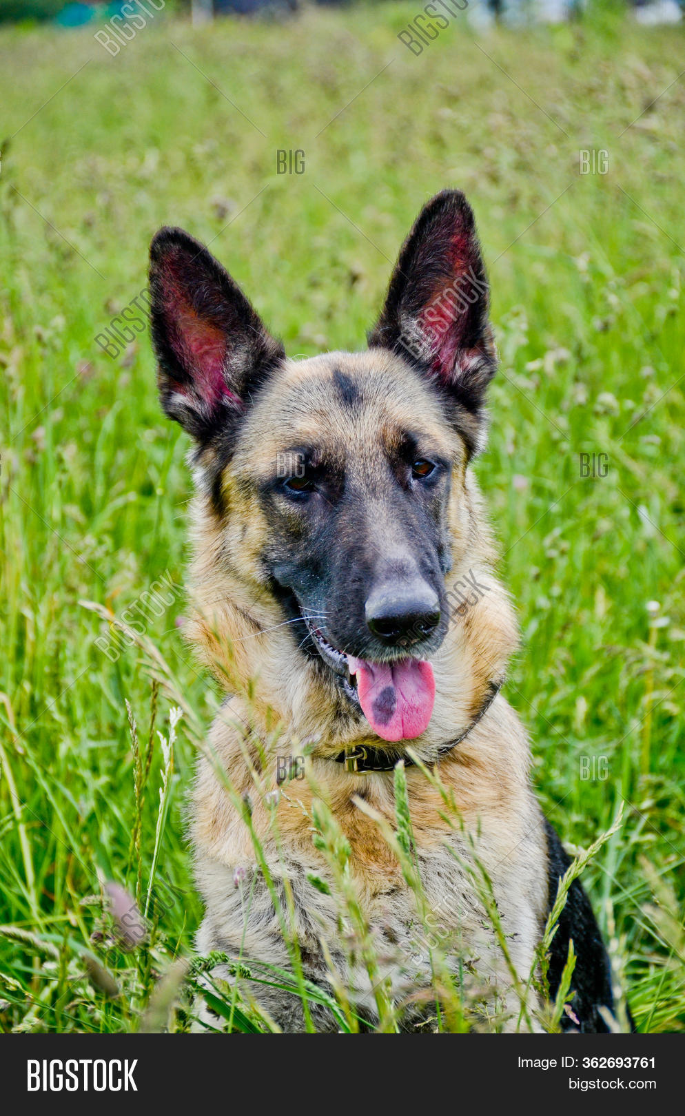 Tall German Shepherd