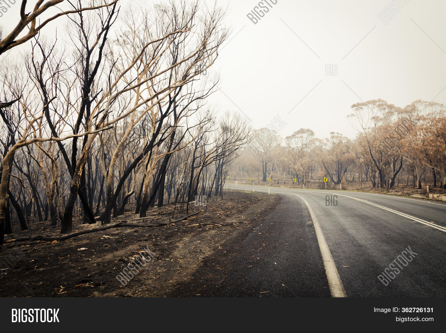Bushfire Burnt Gum Image & Photo (Free Trial) | Bigstock