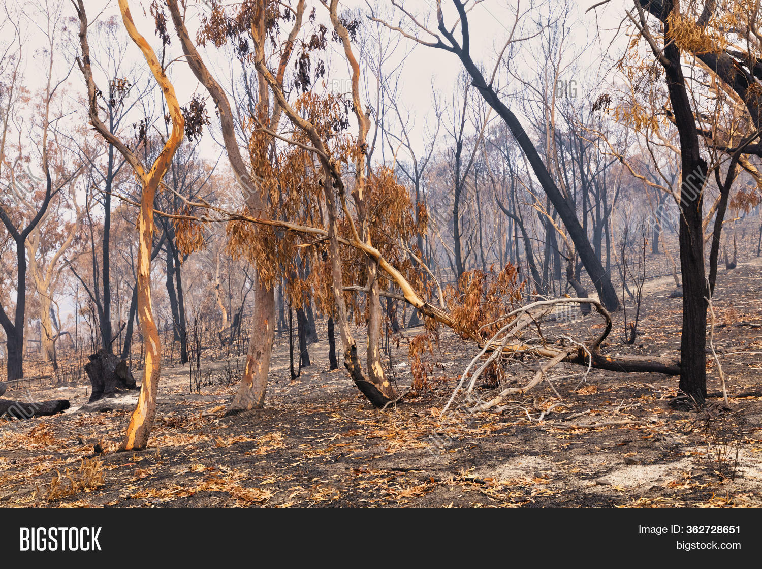 Bushfire Burnt Gum Image & Photo (Free Trial) | Bigstock