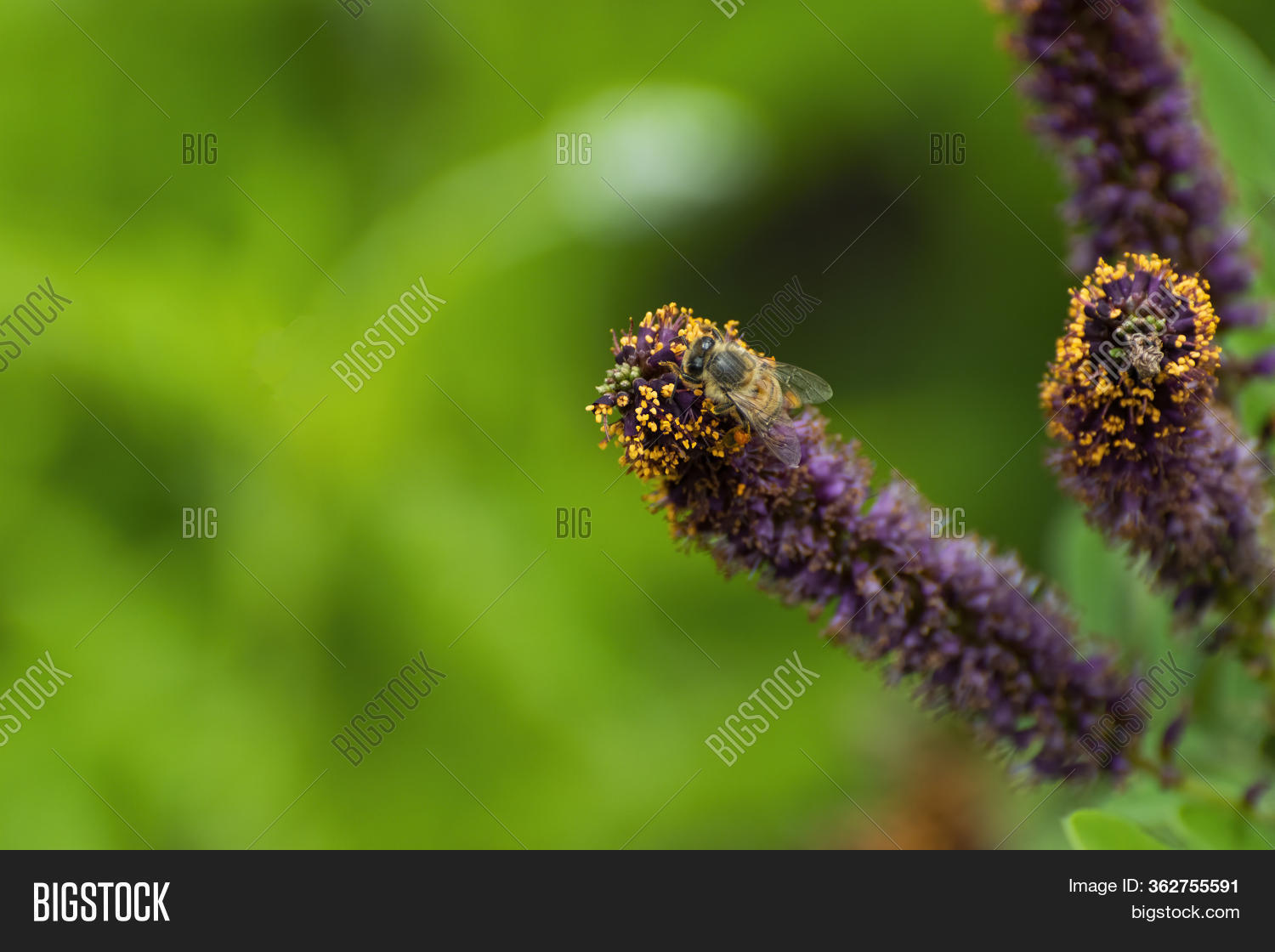 Honey Bee Crawling On Image & Photo (Free Trial) | Bigstock