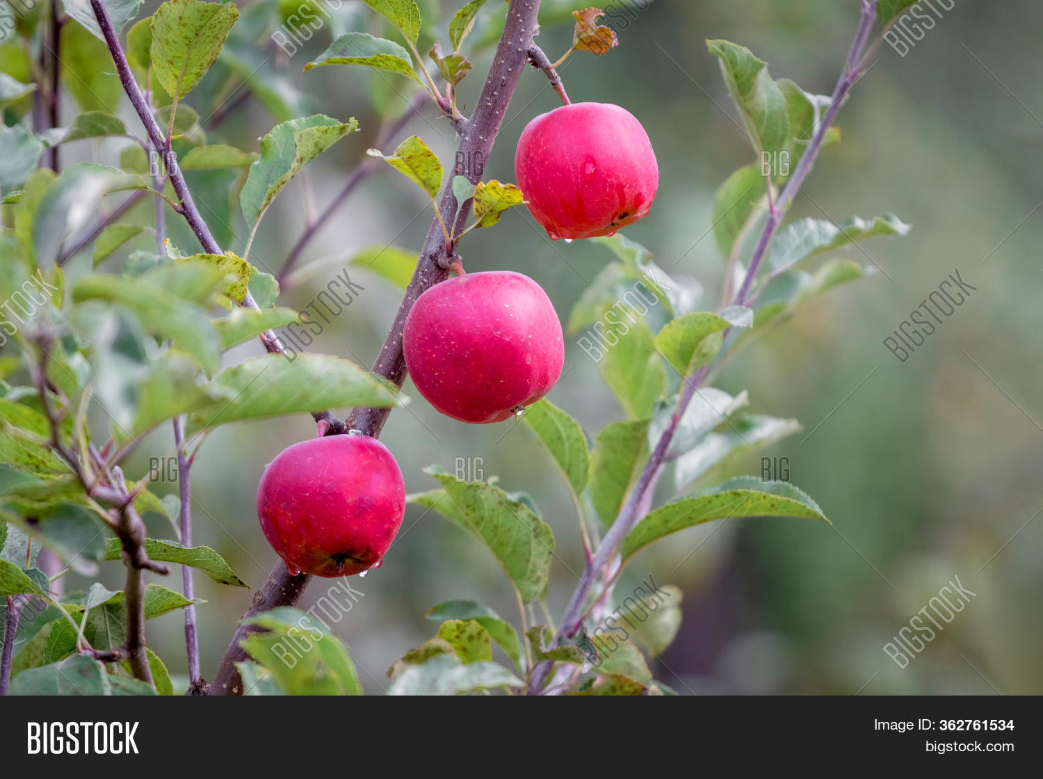 Red Juicy Apples On Image & Photo (Free Trial) | Bigstock
