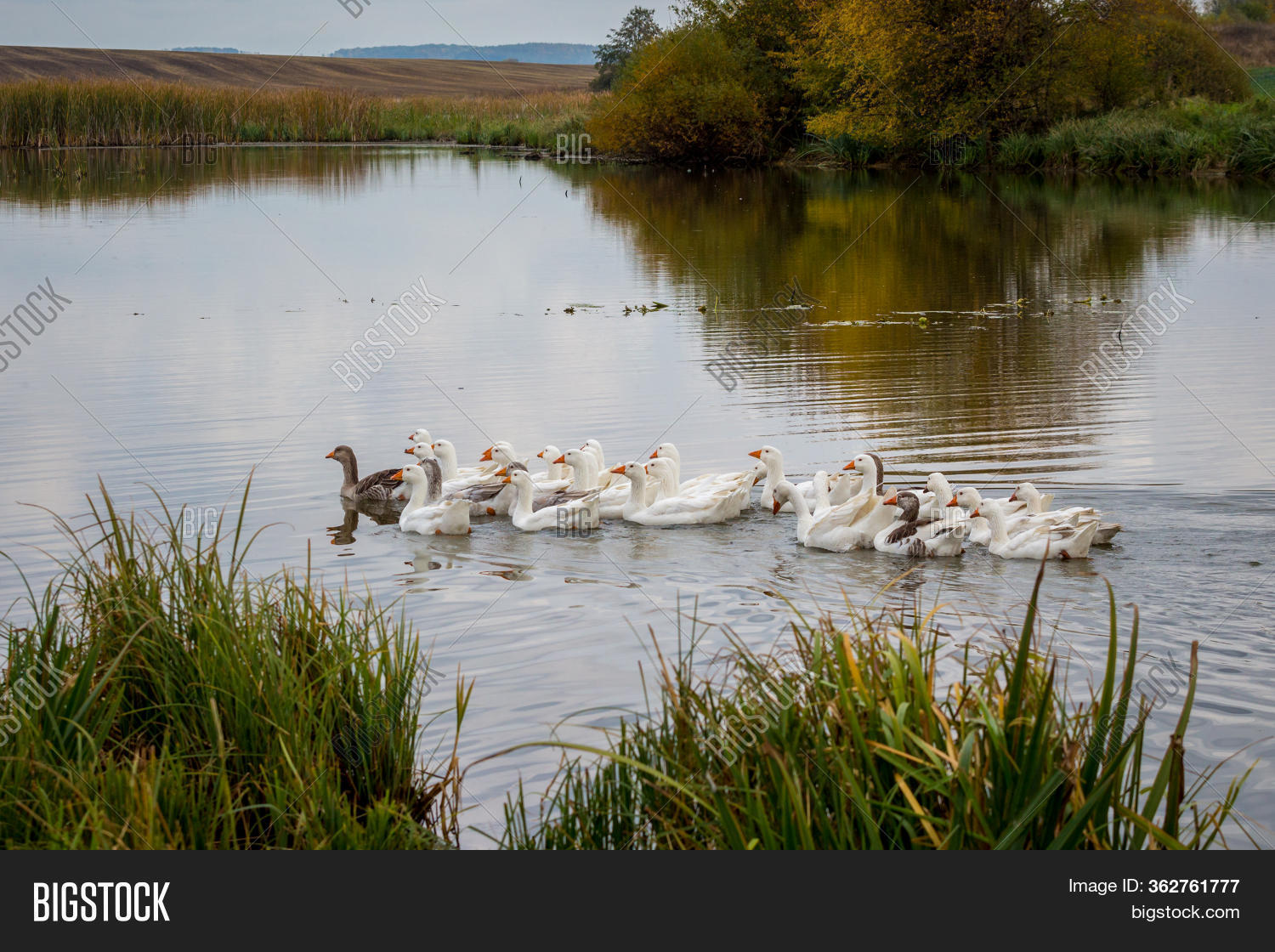 Flock Birds Floats On Image & Photo (Free Trial) | Bigstock