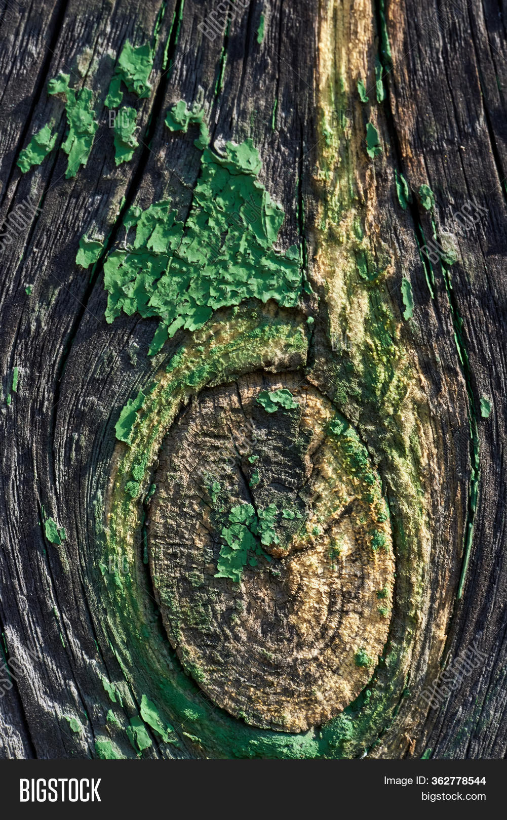 Texture Tree. Cut Knot Image & Photo (Free Trial) | Bigstock