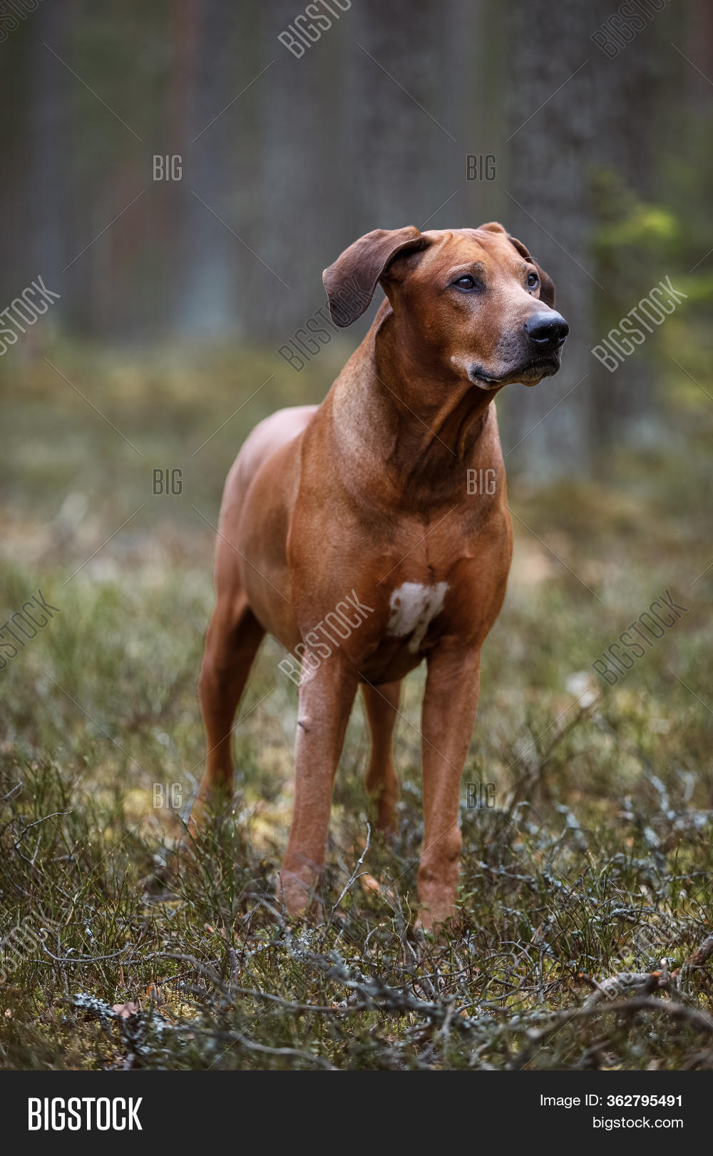 Large Brown Dog Image & Photo (Free Trial) | Bigstock