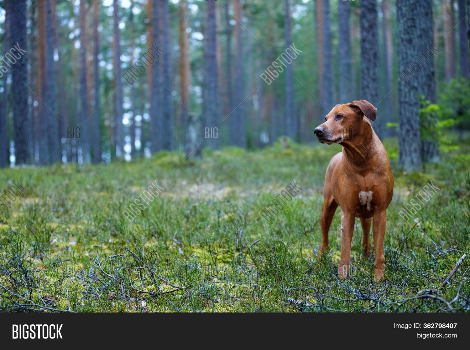 Portrait Rhodesian Image & Photo (Free Trial) | Bigstock