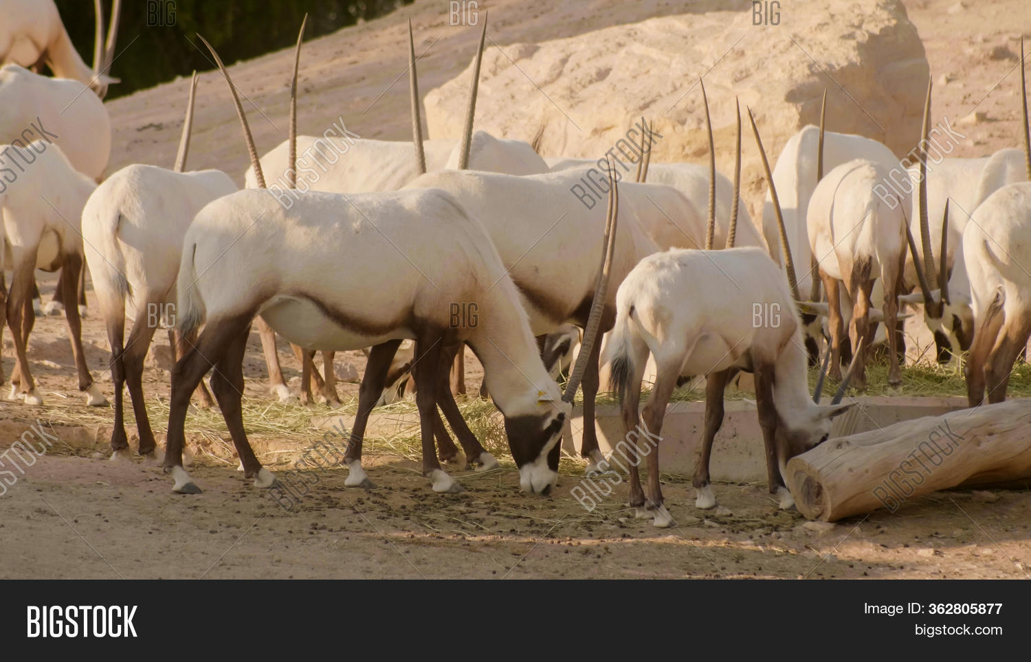 White Oryx Arabian Zoo Image & Photo (Free Trial) | Bigstock