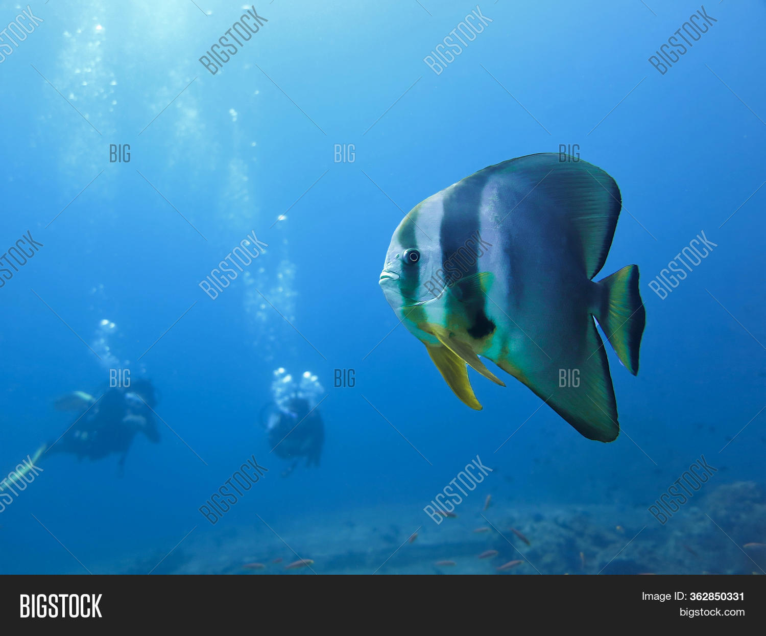 Underwater Photo Bat Image & Photo (Free Trial) | Bigstock