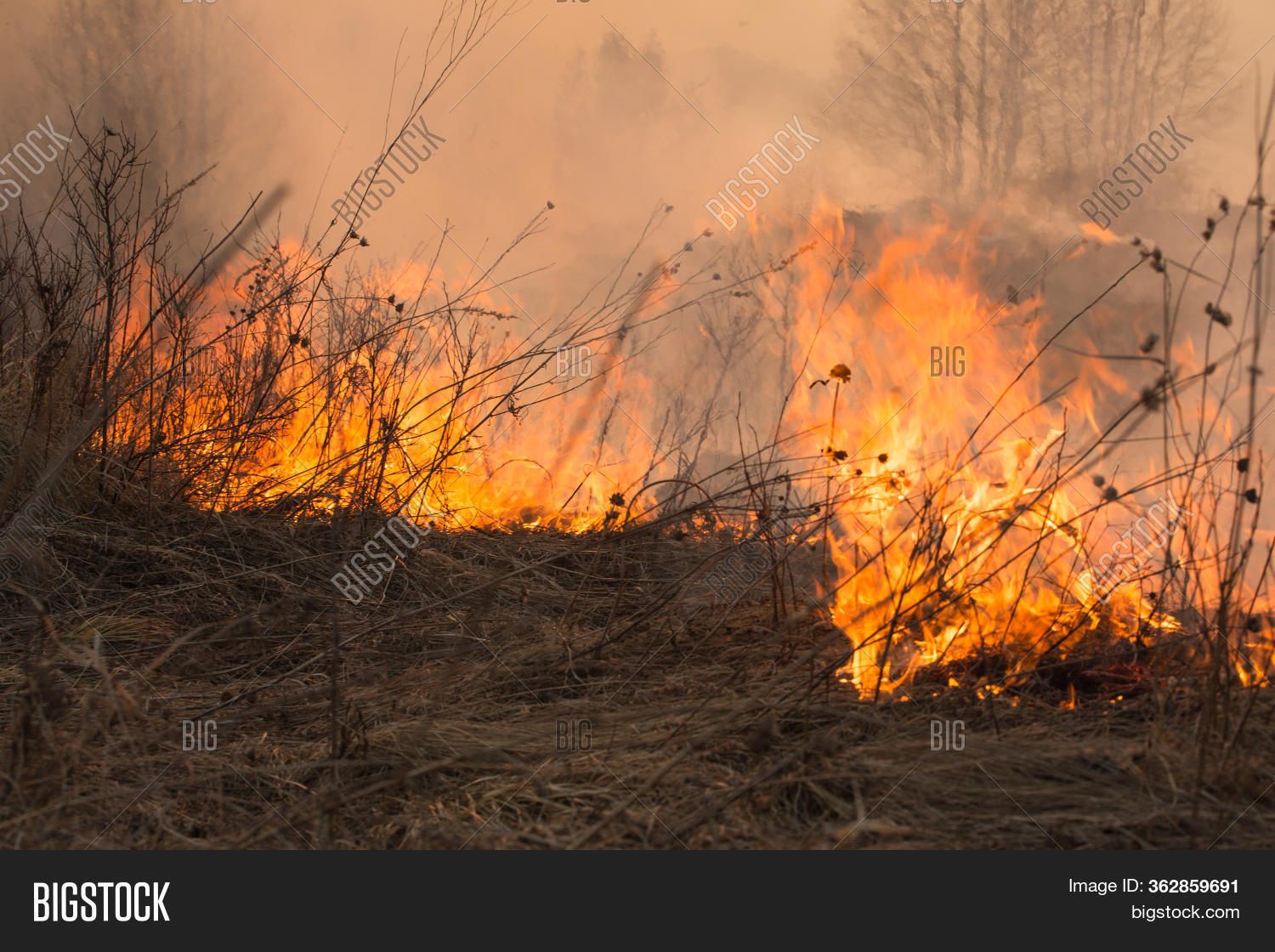 Forest Fire Burning, Image & Photo (Free Trial) | Bigstock