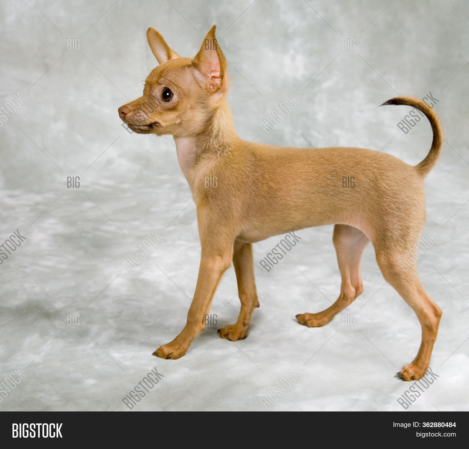 Russian Toy Terrier