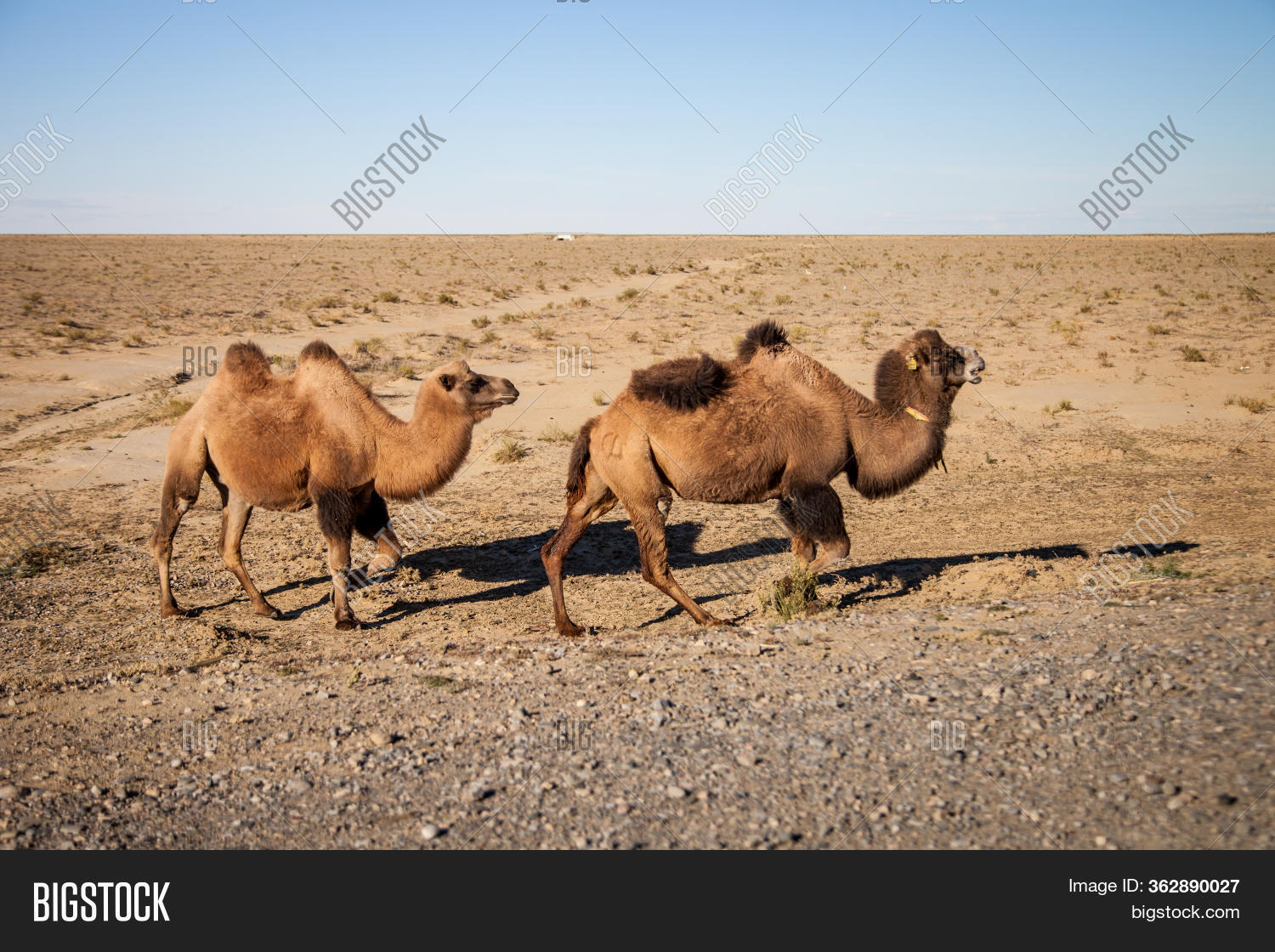 Two Camels Desert. Image & Photo (Free Trial) | Bigstock