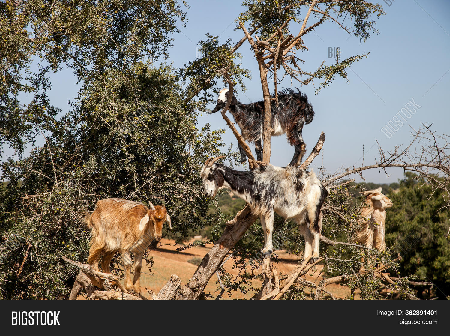 Goats On Trees Morocco Image & Photo (Free Trial) | Bigstock