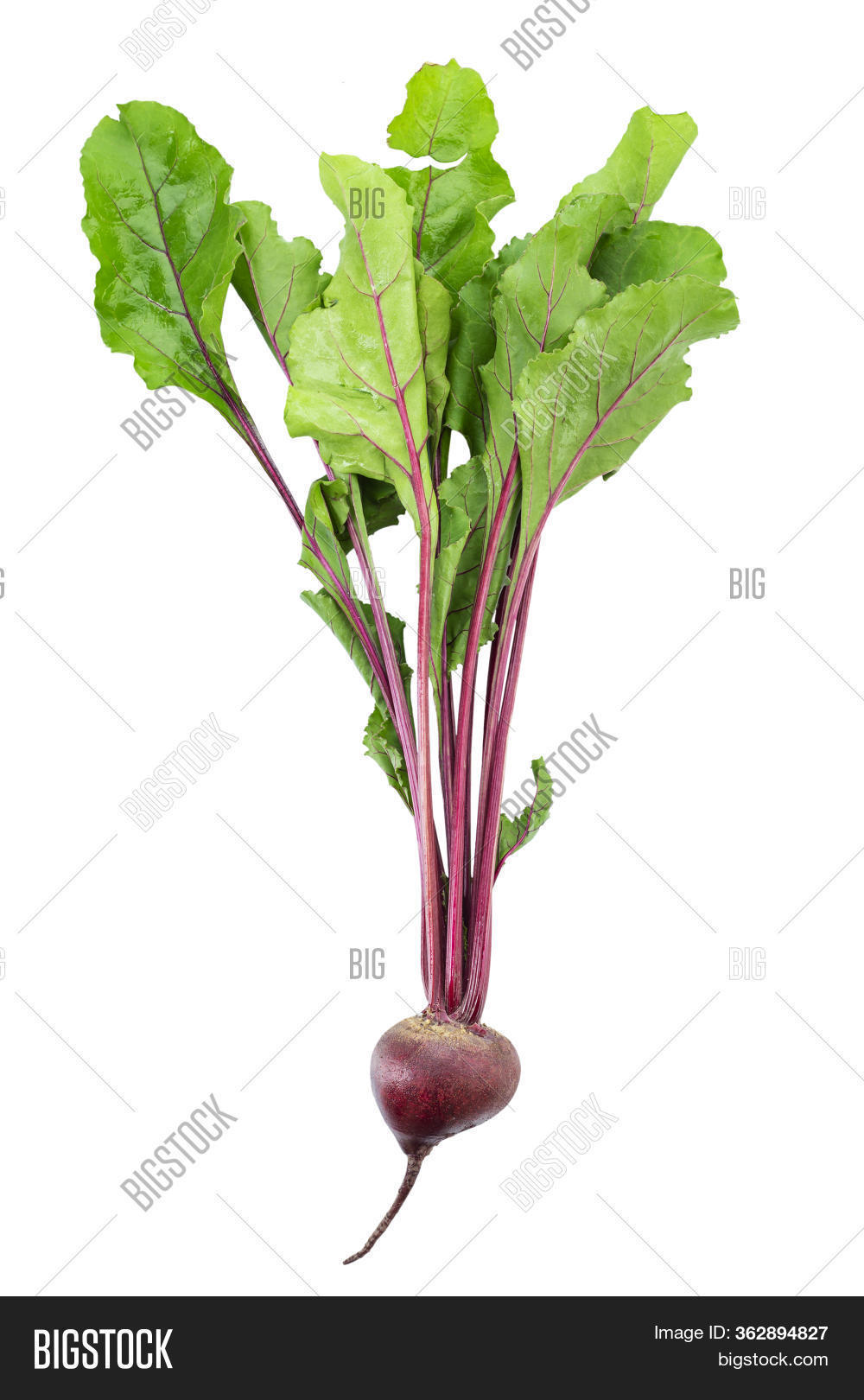 Red Beet Root Leaves Image & Photo (Free Trial) | Bigstock