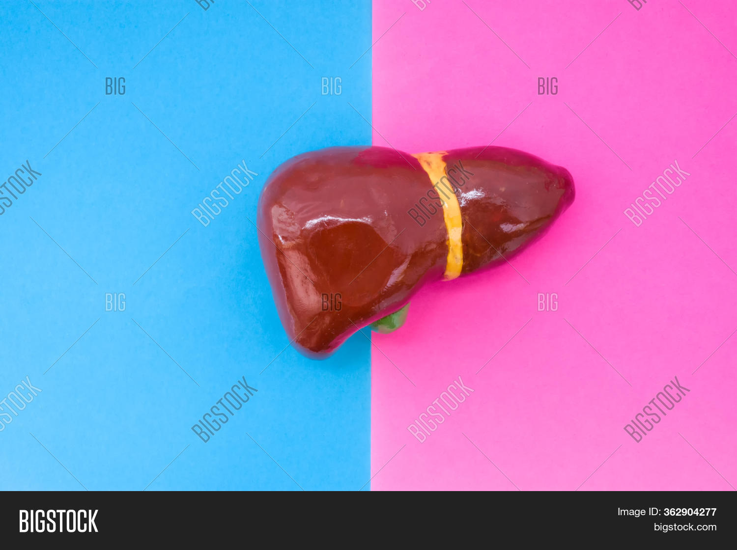 Anatomical Shape Liver Image & Photo (Free Trial) | Bigstock