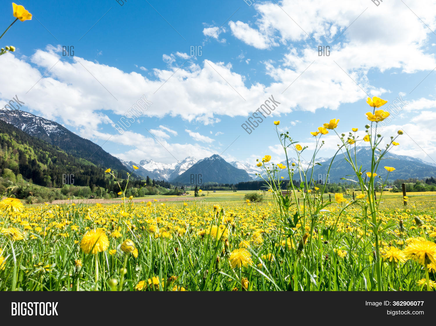 Yellow Flower Meadow Image & Photo (Free Trial) | Bigstock