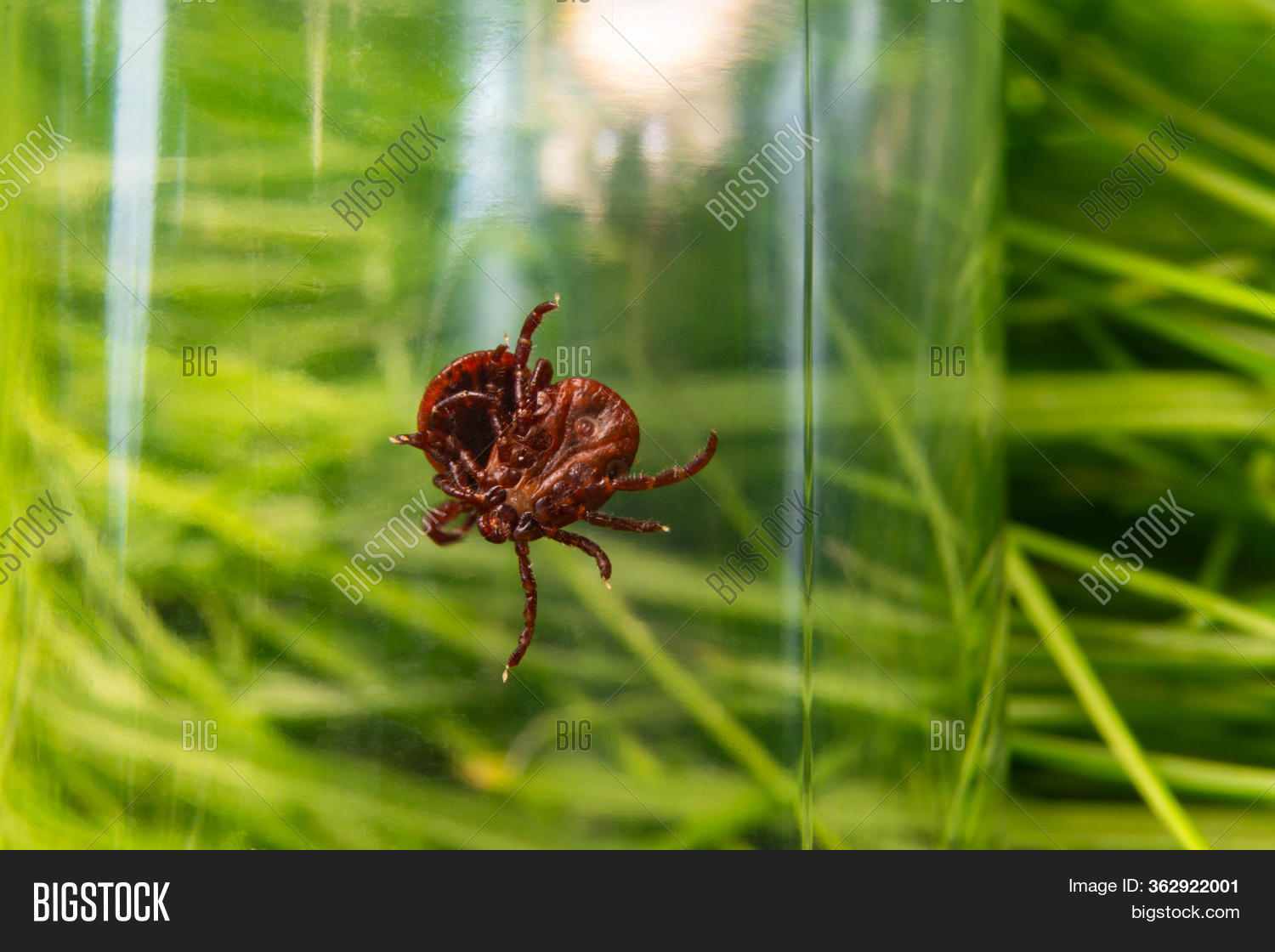 Tick Glass Bottle On Image & Photo (Free Trial) | Bigstock