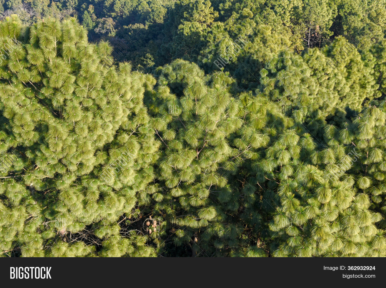 Giant Trees Seen Above Image & Photo (Free Trial) | Bigstock