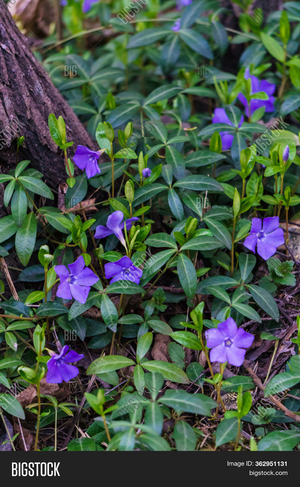 Blue Periwinkle Image & Photo (Free Trial) | Bigstock