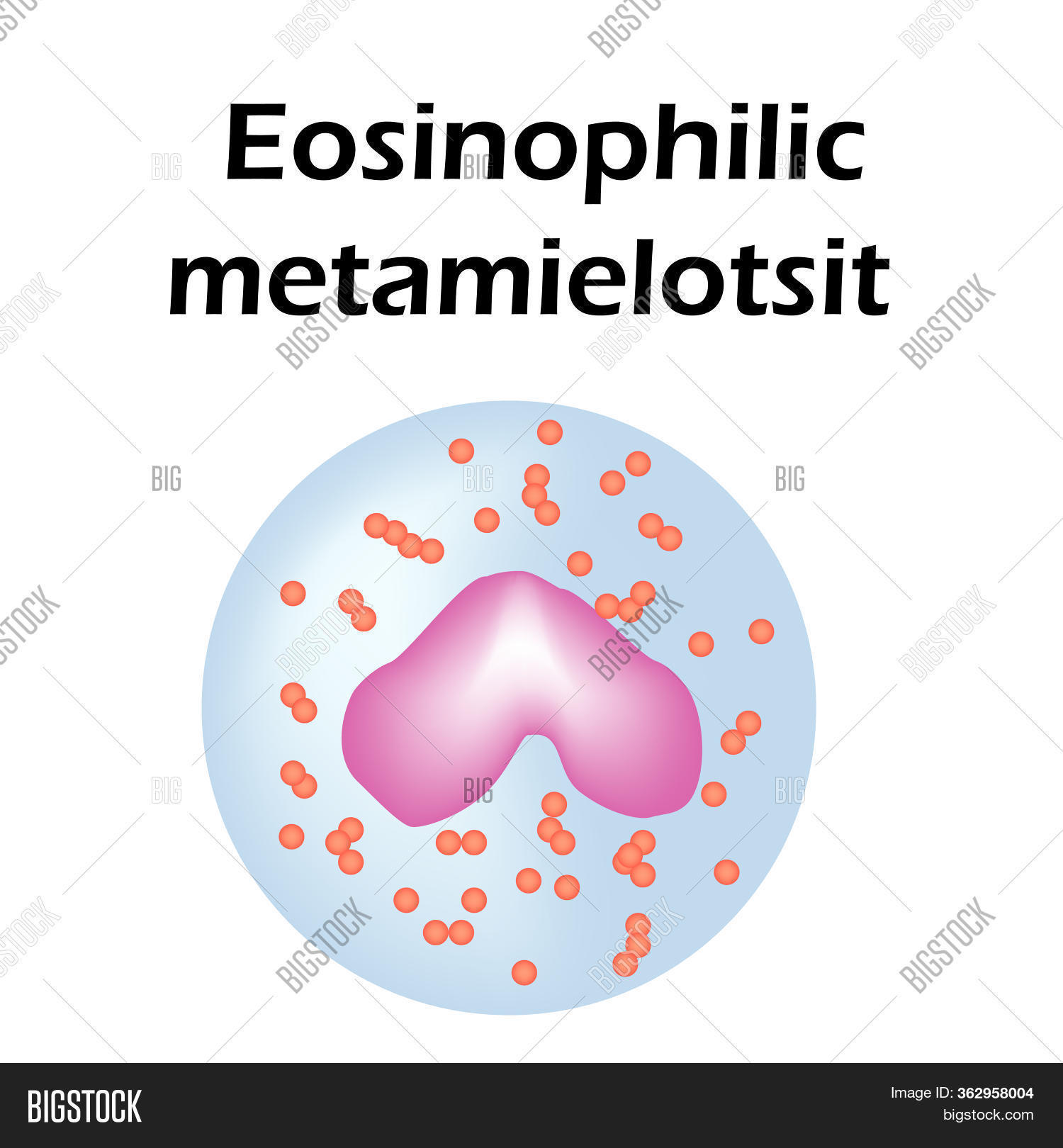 Eosinophil Structure. Image & Photo (Free Trial) | Bigstock