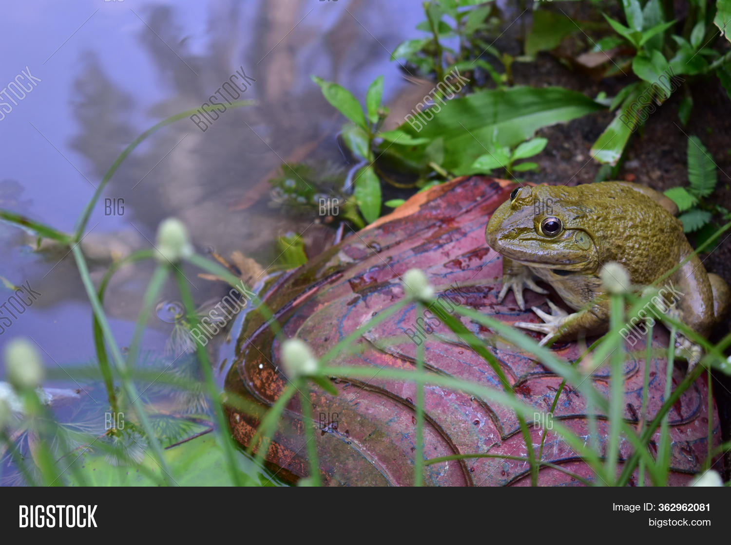 Frog Sat On Rock Image & Photo (Free Trial) | Bigstock