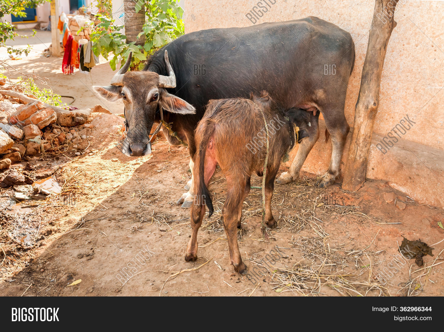 Indian Brown Cow Image & Photo (Free Trial) | Bigstock