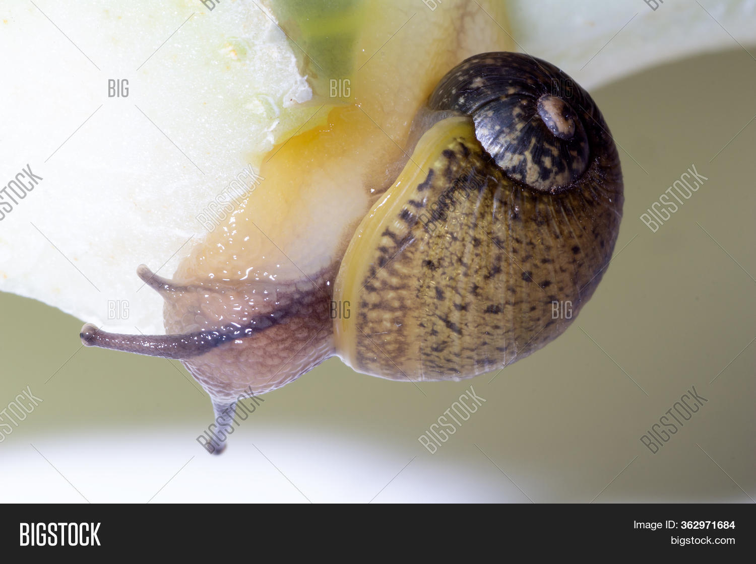 Cantareus Apertus Image & Photo (Free Trial) | Bigstock