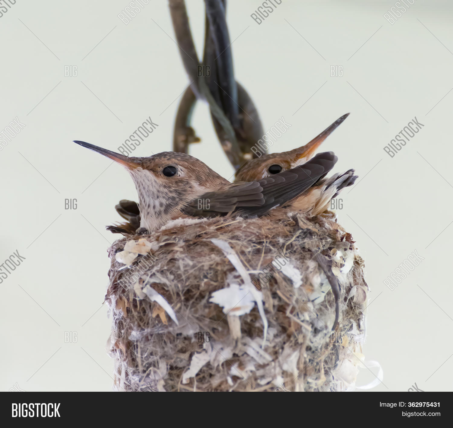 Baby Hummingbirds Have Image & Photo (Free Trial) | Bigstock