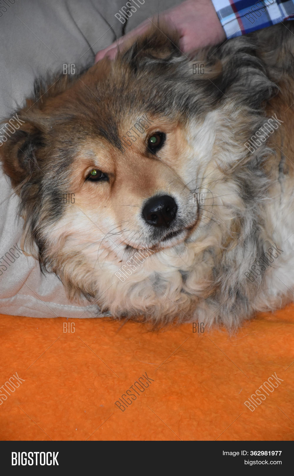 Good Eyes Big Dog. Man Image & Photo (Free Trial) | Bigstock