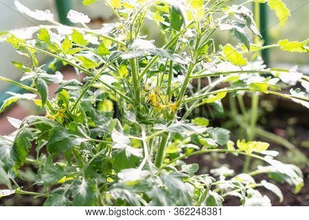 Tomato Sprouts Image & Photo (Free Trial) | Bigstock