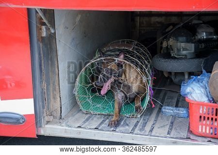 Dogの画像・写真（無料トライアル） | Bigstock