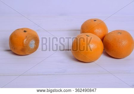 Spoiled Tangerine Mold Image & Photo (Free Trial) | Bigstock