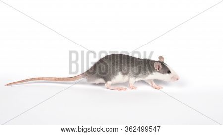 Young Rat Isolated On Image & Photo (Free Trial) | Bigstock