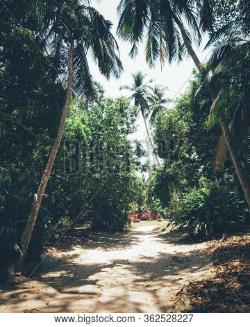 Path Through Jungle Image & Photo (Free Trial) | Bigstock