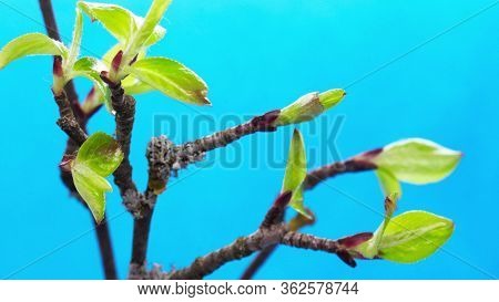 Small Leaves Growing, Image & Photo (Free Trial) | Bigstock