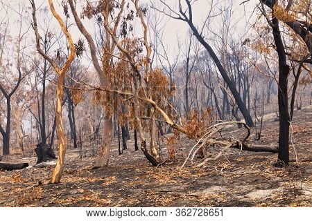 Bushfire Burnt Gum Image & Photo (Free Trial) | Bigstock
