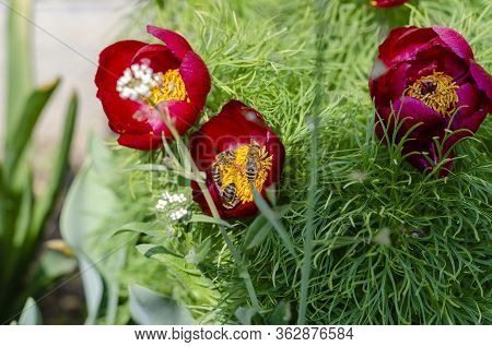 Peony Images, Illustrations & Vectors (Free) - Bigstock