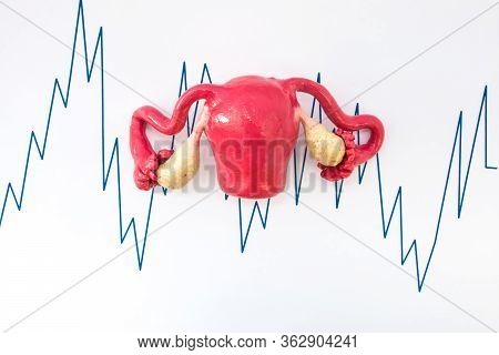 Shape Uterus Womb Image & Photo (Free Trial) | Bigstock