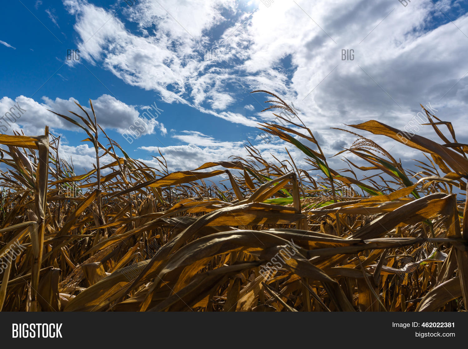 Parched Corn Plants Image & Photo (Free Trial) | Bigstock