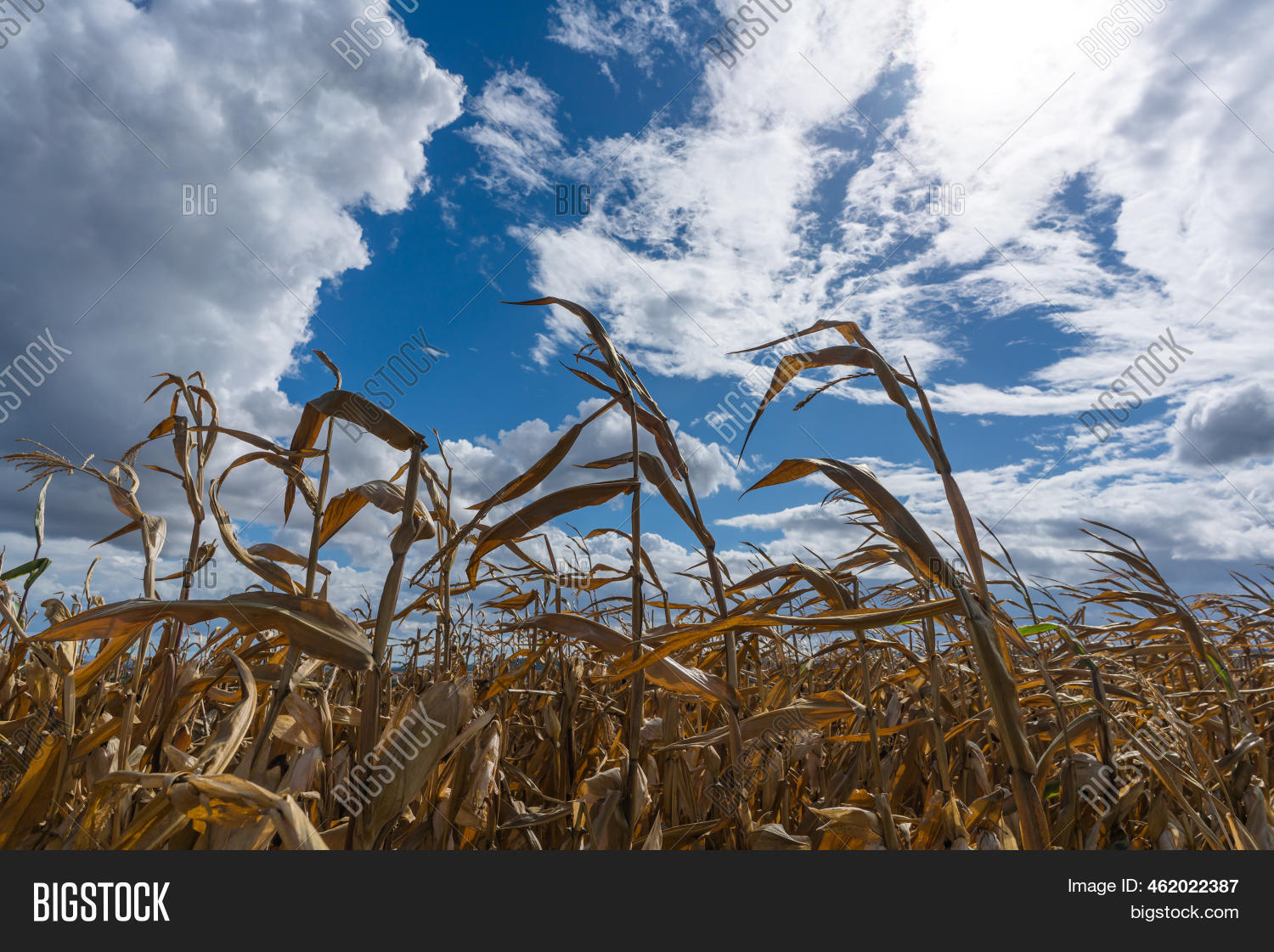 Parched Corn Plants Image & Photo (Free Trial) | Bigstock