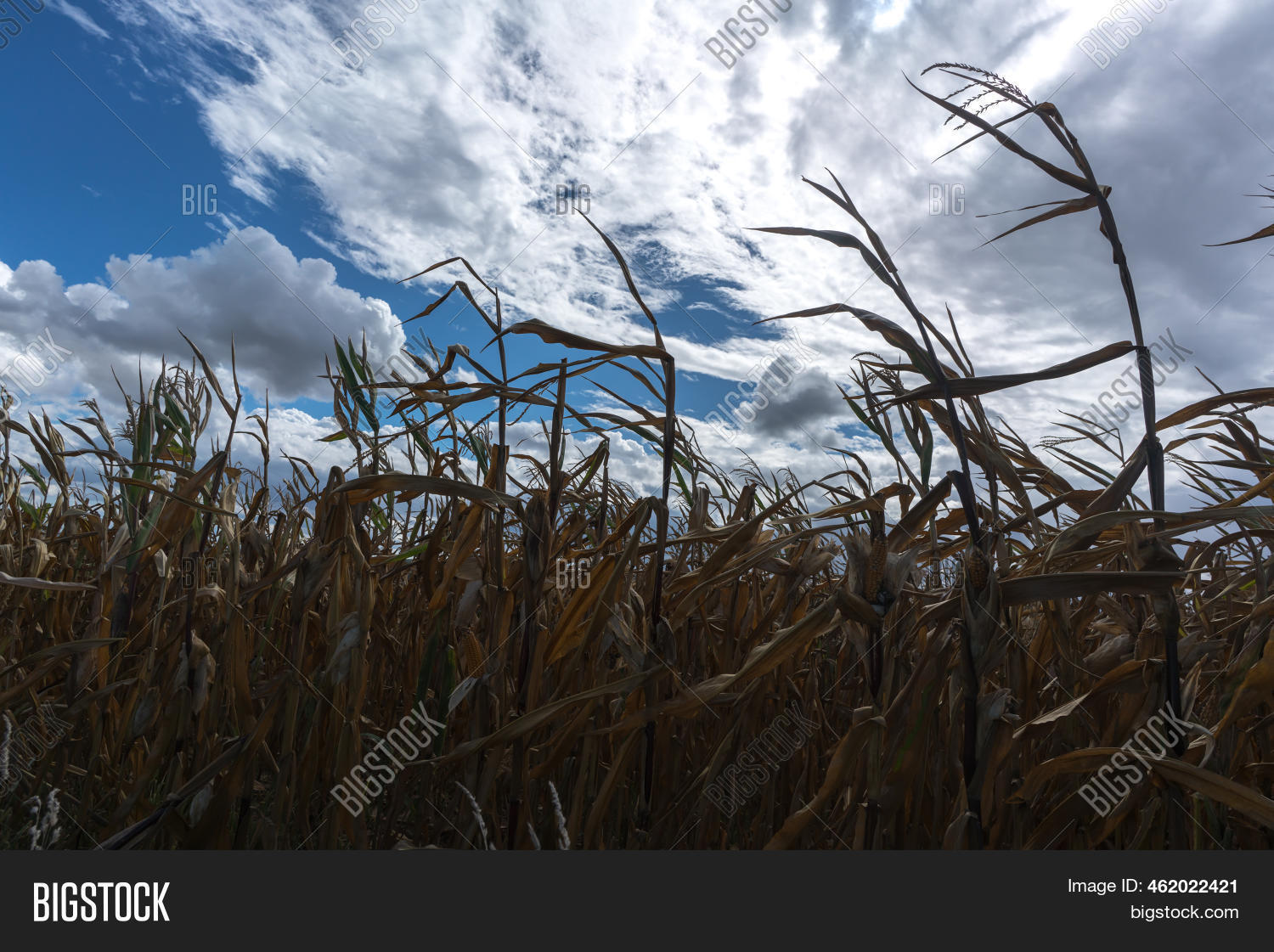 Parched Corn Plants Image & Photo (Free Trial) | Bigstock