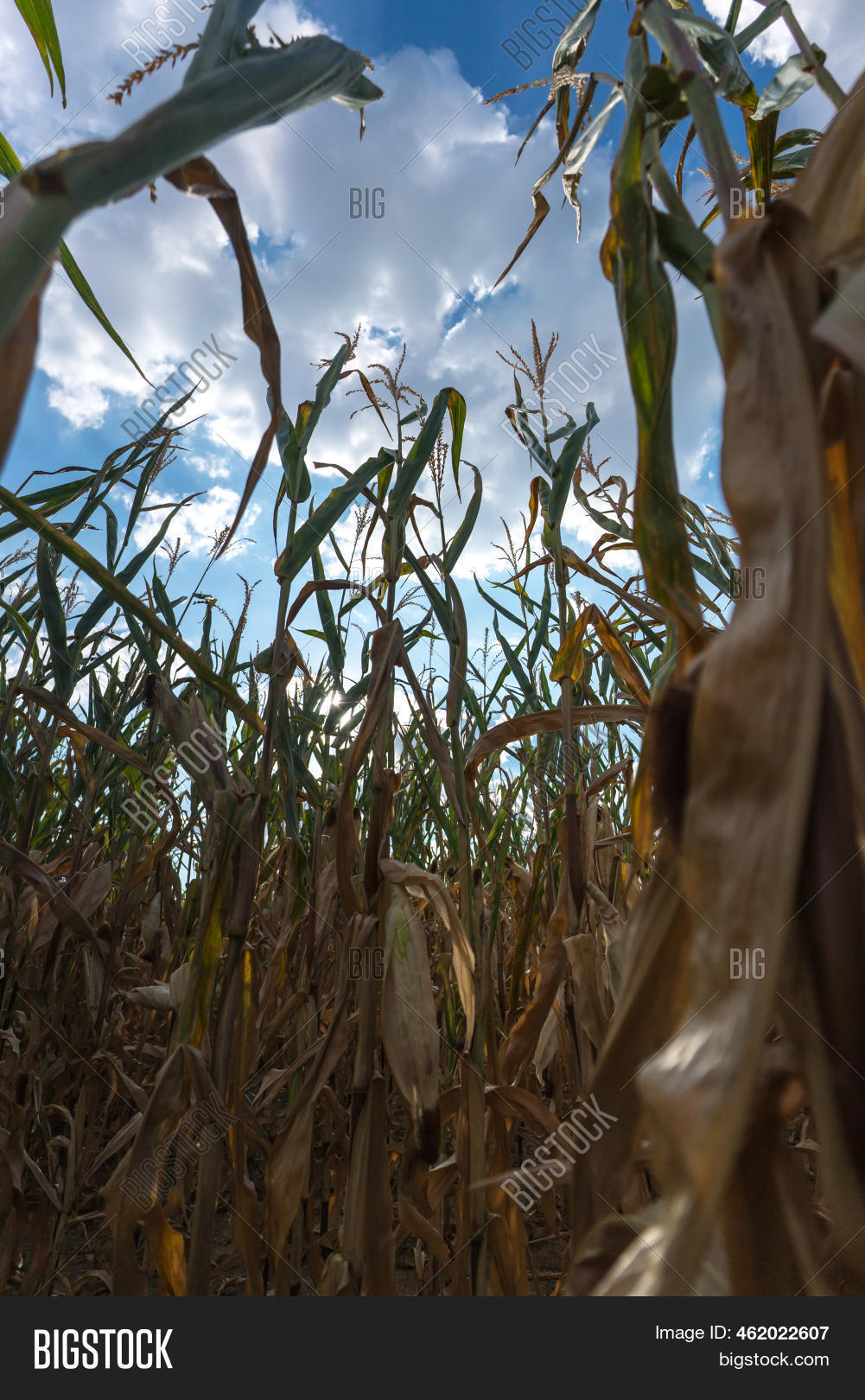 Parched Corn Plants Image & Photo (Free Trial) | Bigstock