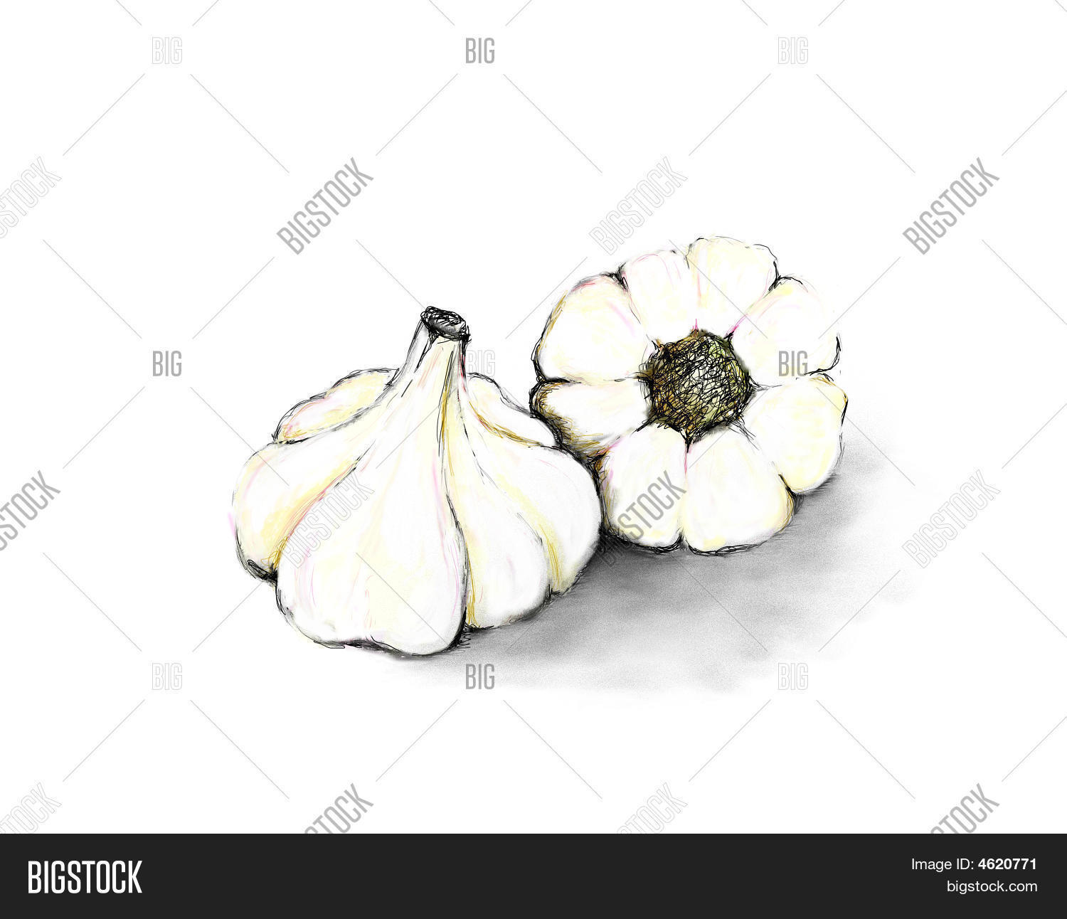 Garlic Drawing Image & Photo (Free Trial) | Bigstock