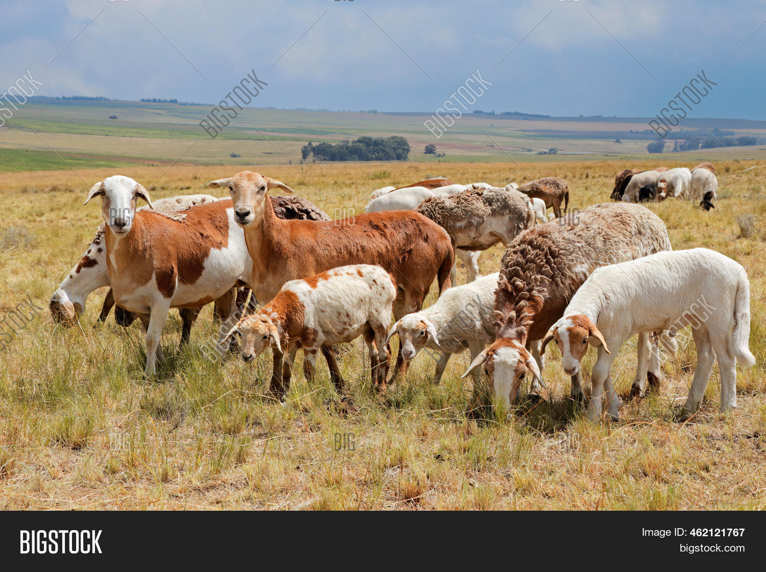 Meatmaster Sheep Image And Photo Free Trial Bigstock