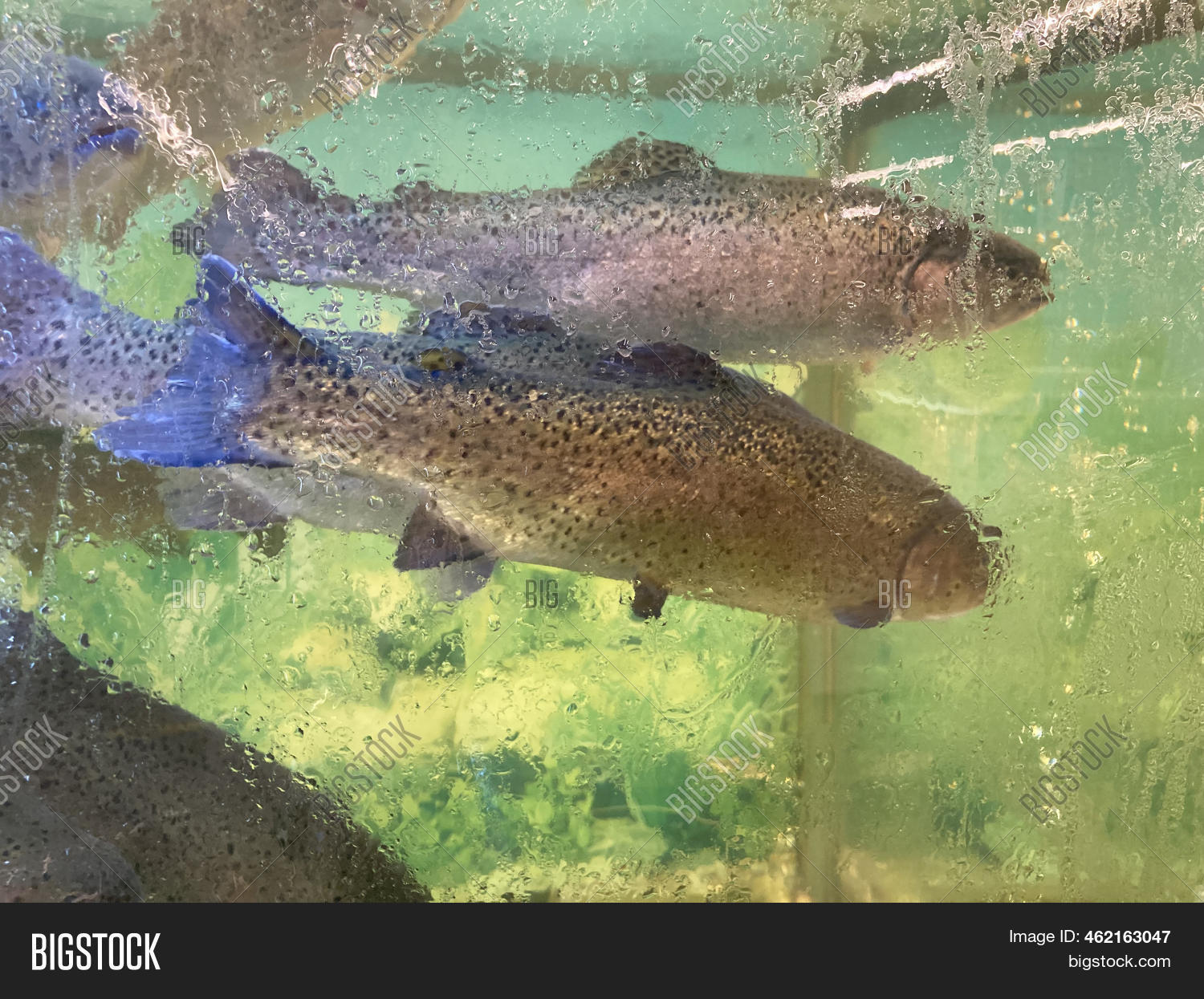 Rainbow River Trout Image & Photo (Free Trial) | Bigstock