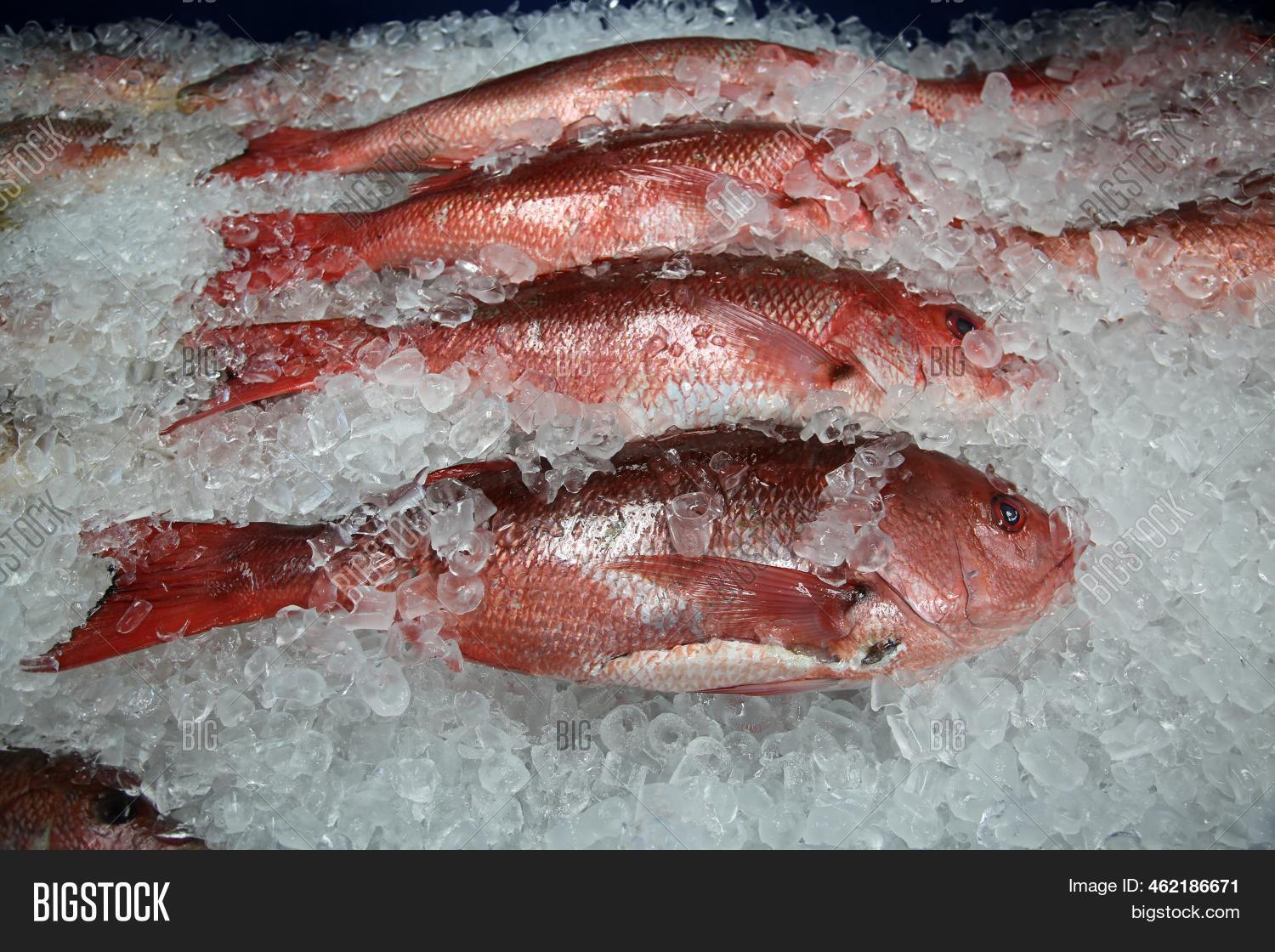 Fish. Red Snapper. Image & Photo (Free Trial) | Bigstock