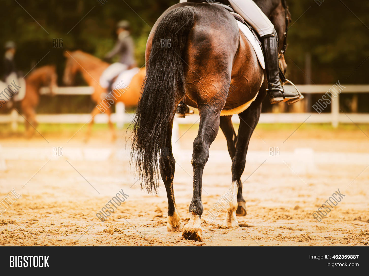 Rear View Bay Horse Image & Photo (Free Trial) | Bigstock